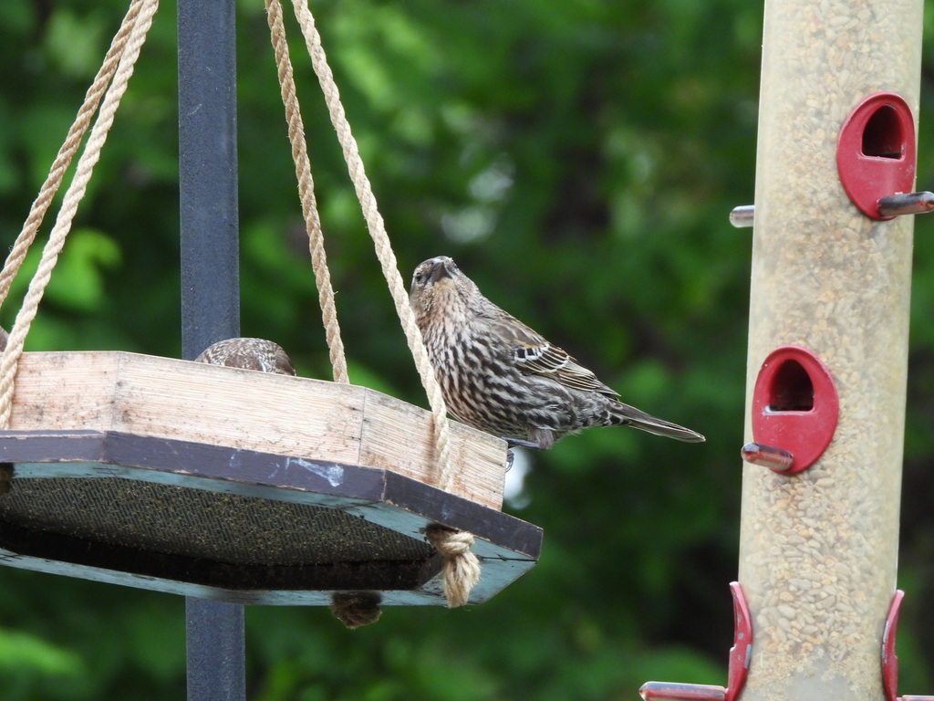 Red-winged Blackbird from North Arlington, Arlington, TX, USA on April ...