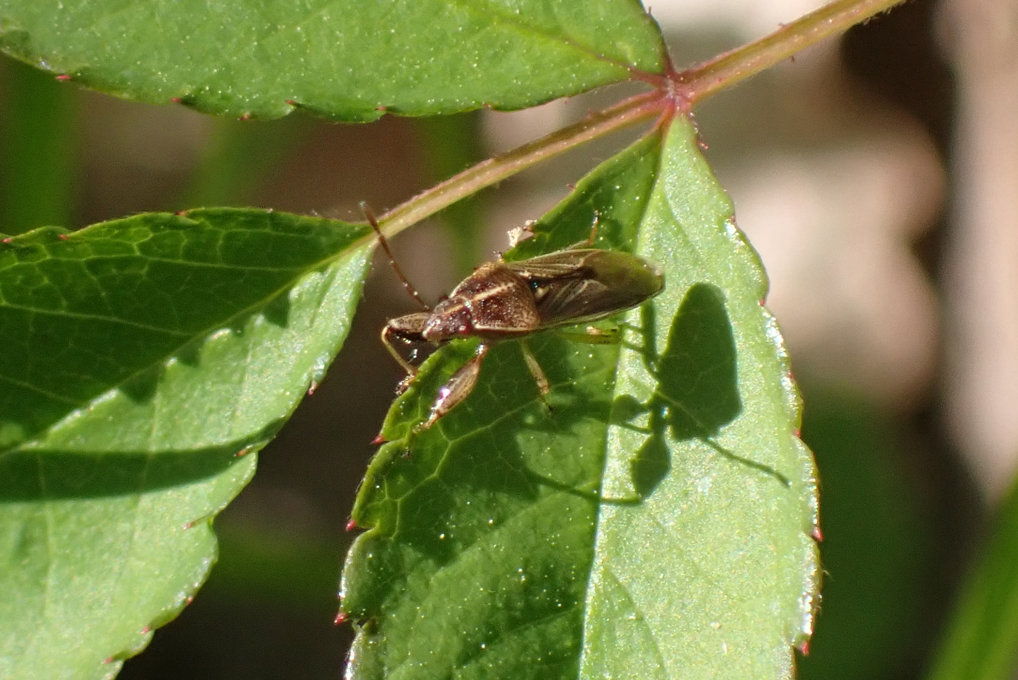 Pachygronthidae