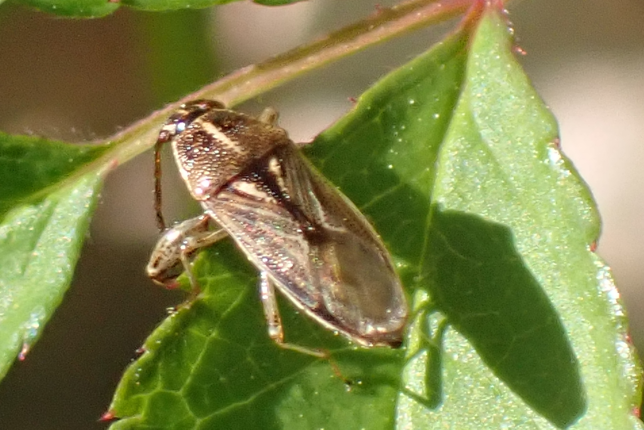 Pachygronthidae