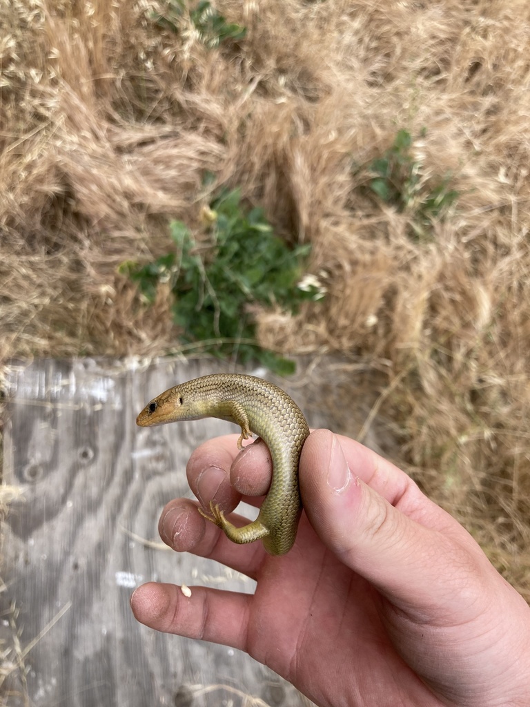 Gilbert's Skink in April 2022 by bortybo · iNaturalist