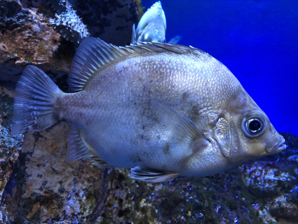 Japanese armorhead (Pentaceros japonicus) - Marine Life Identification