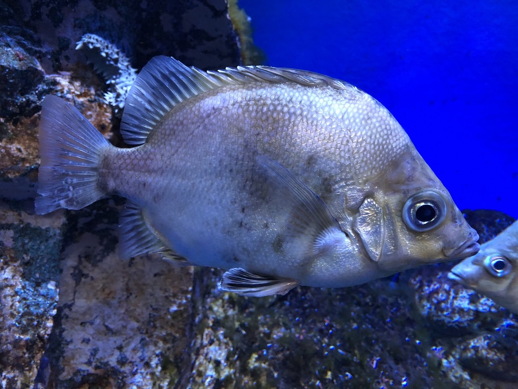 Japanese armorhead (Pentaceros japonicus) - Marine Life Identification
