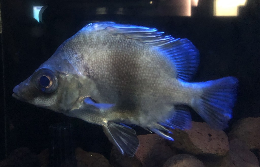 Japanese armorhead (Pentaceros japonicus) - Marine Life Identification