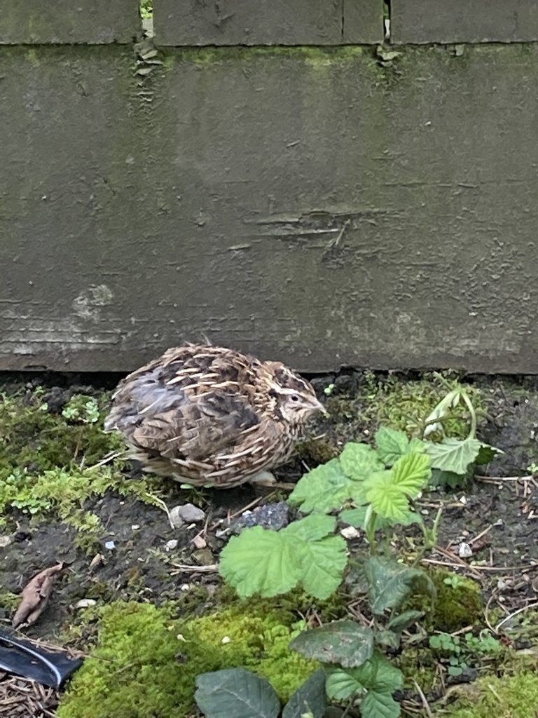 Japanese Quail from I-90 E, Seattle, WA, US on April 28, 2022 at 02:22 ...