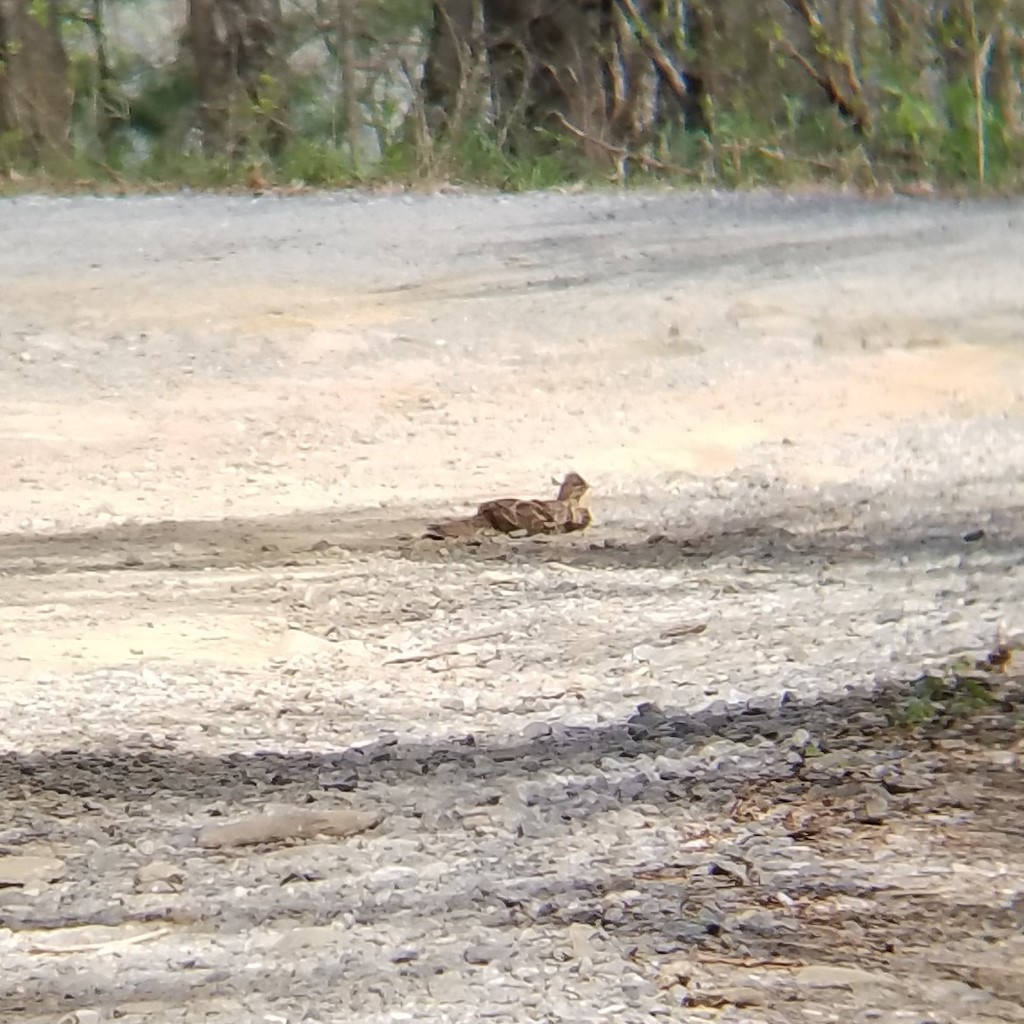 Ruffed Grouse from Cohutta WMA, Fannin County, Georgia, US on April 25 ...