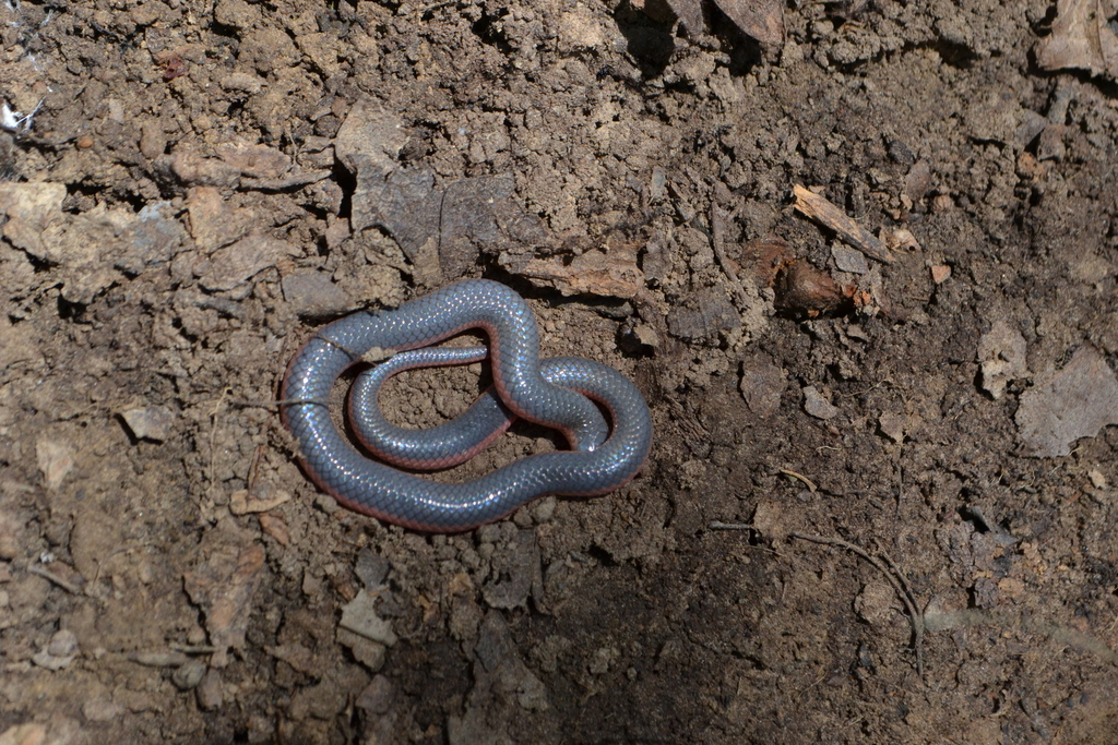 Western Worm Snake in April 2022 by George Zimmer · iNaturalist