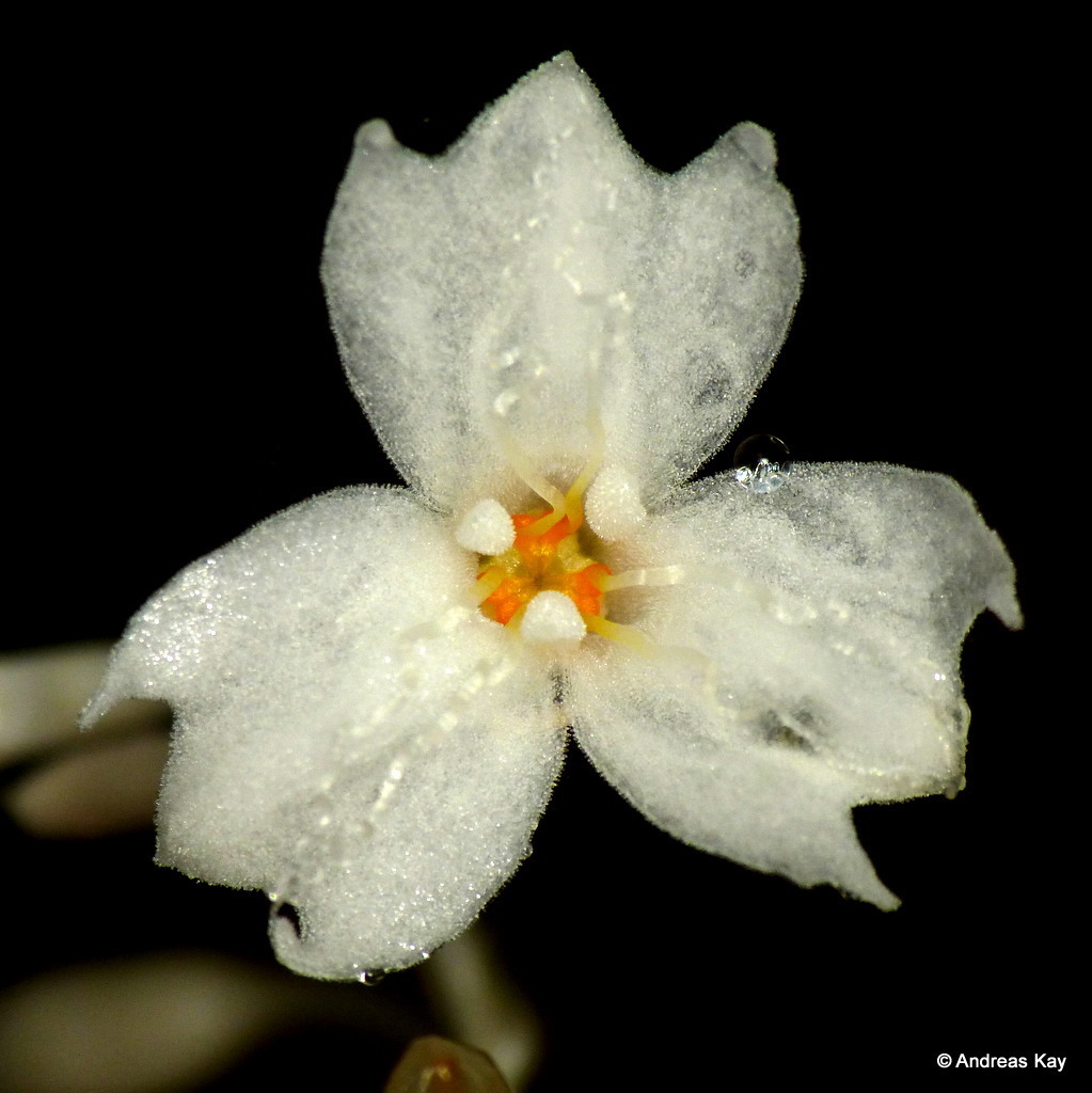 (Gymnosiphon suaveolens) - Botanical Realm