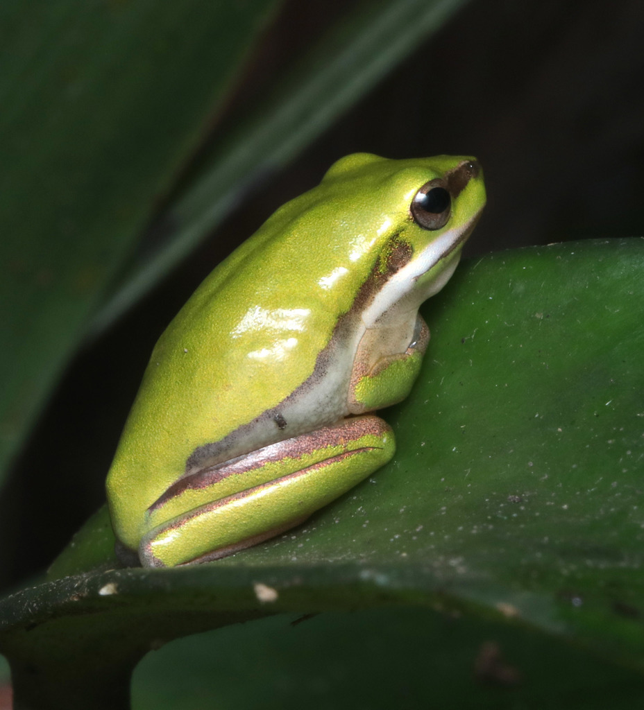 Eastern Dwarf Tree Frog in March 2022 by juliegraham173 · iNaturalist
