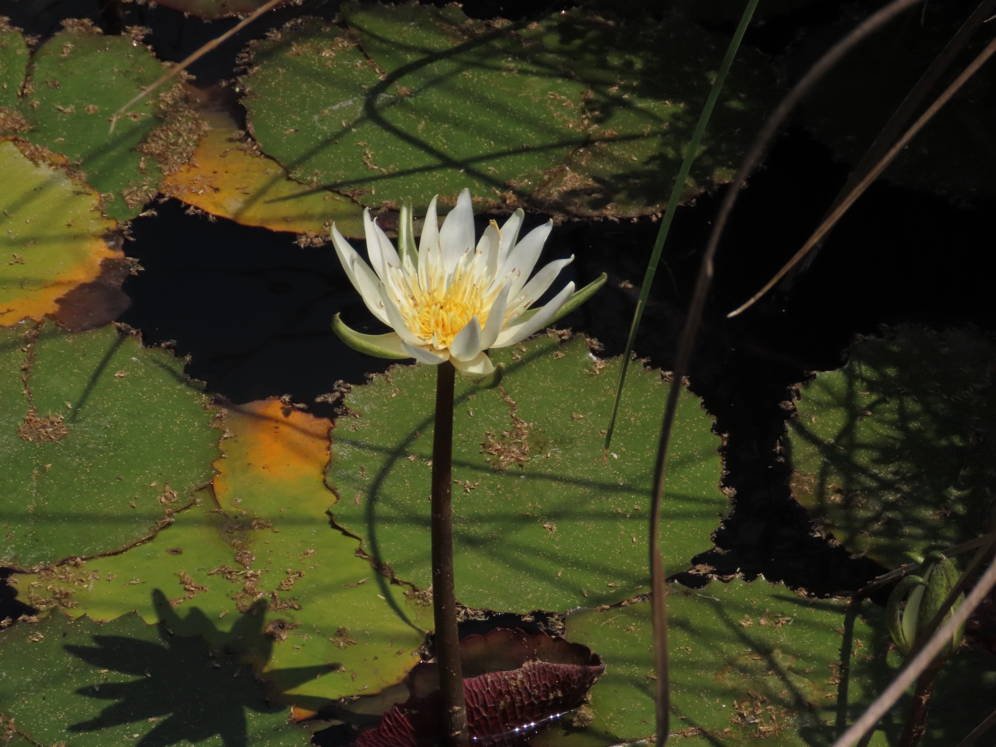 Nymphaea ampla (Salisb.) DC.