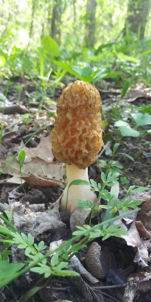white morel in April 2022 by jim · iNaturalist