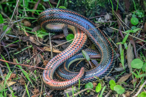 Rainbow Snake (Farancia erytrogramma erytrogramma) - Snakes and Lizards