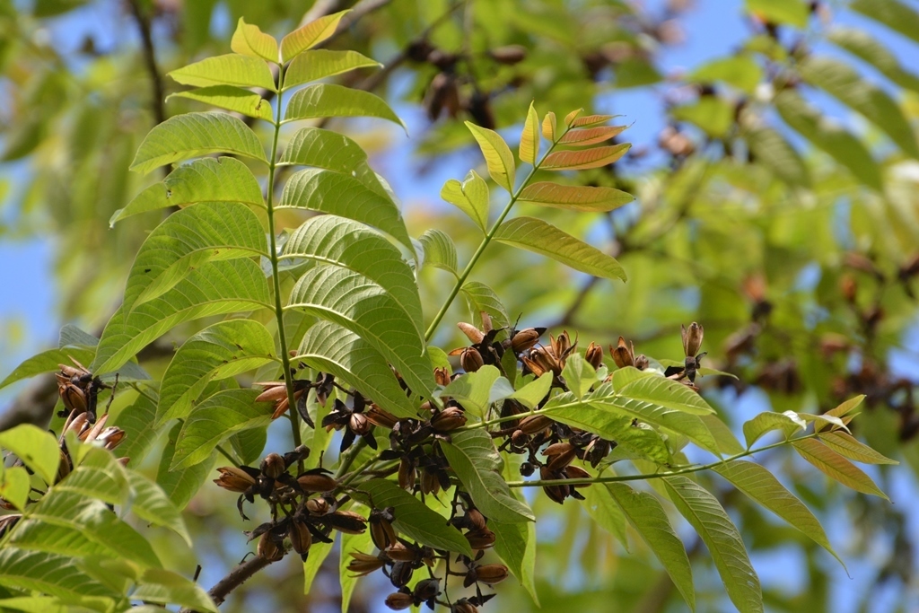 West Indies Cedrela in June 2018 by Neptalí Ramírez Marcial · iNaturalist