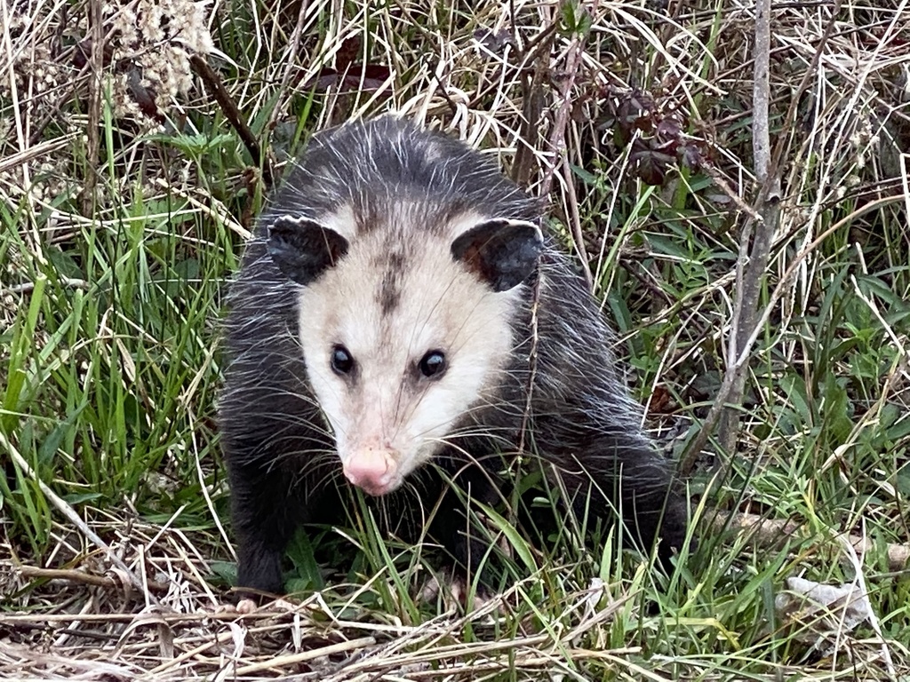 Virginia Opossum from Lake Marion, Eutawville, SC, US on March 13, 2021 ...