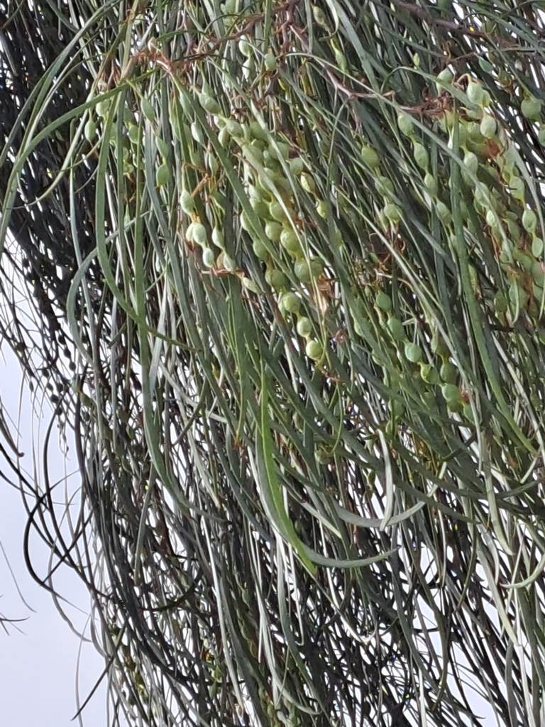 shoestring acacia from Pomona, CA 91768, USA on April 28, 2022 at 04:40 ...