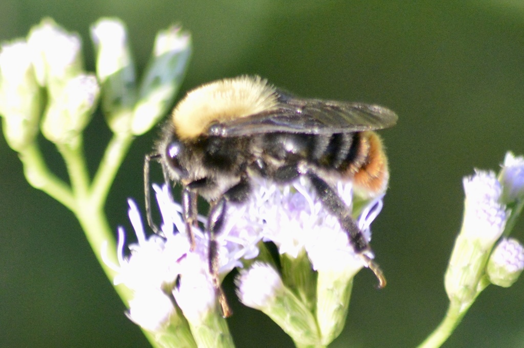 Bellicose Bumble Bee from Sección 03, Sección 03, Rio Negro, UY on ...