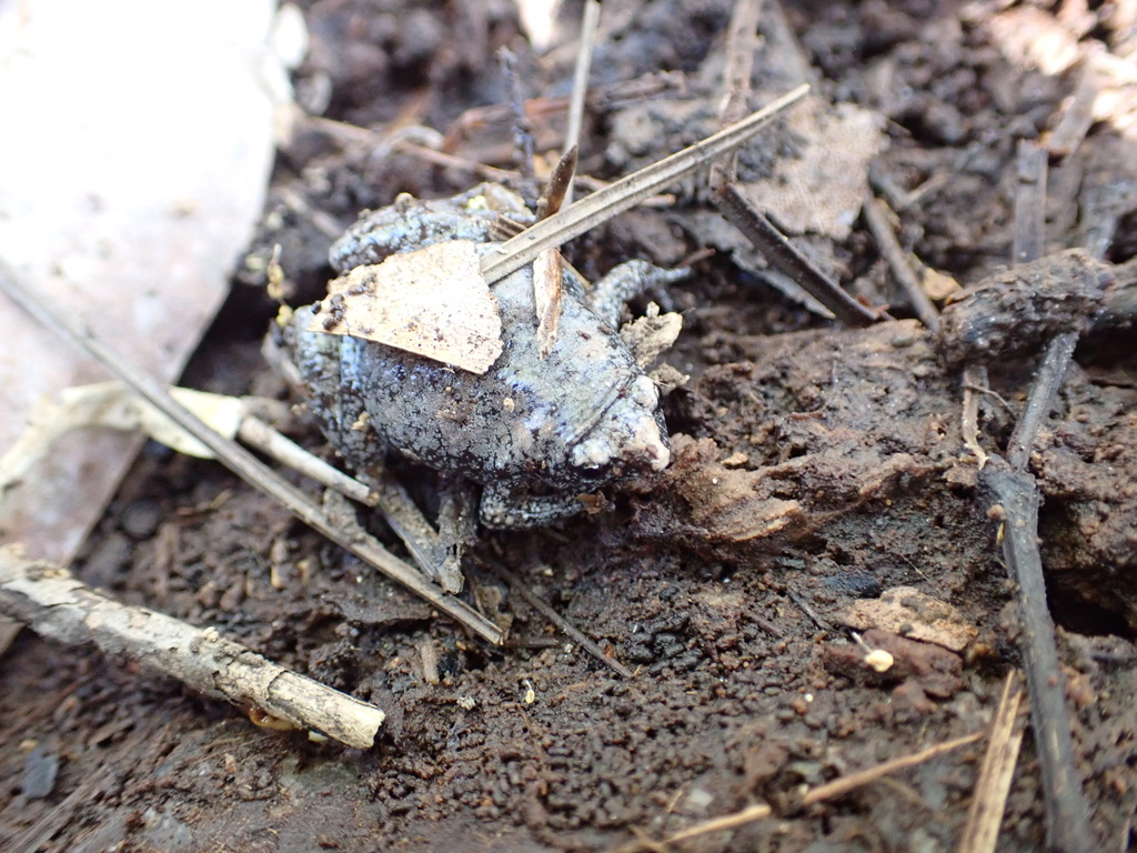 Eastern Narrow-mouthed Toad from Big Lagoon State Park, Pensacola, FL ...