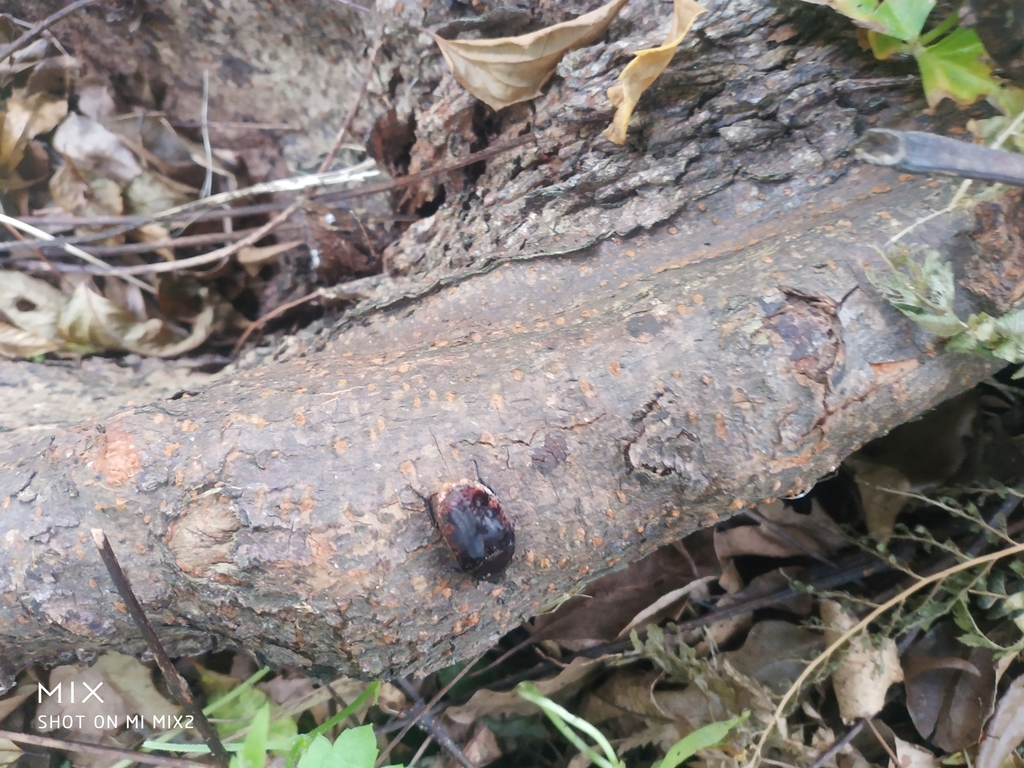 Anthracophora eddai from 300台灣新竹市東區光明里 on April 29, 2022 at 07:15 AM by ...