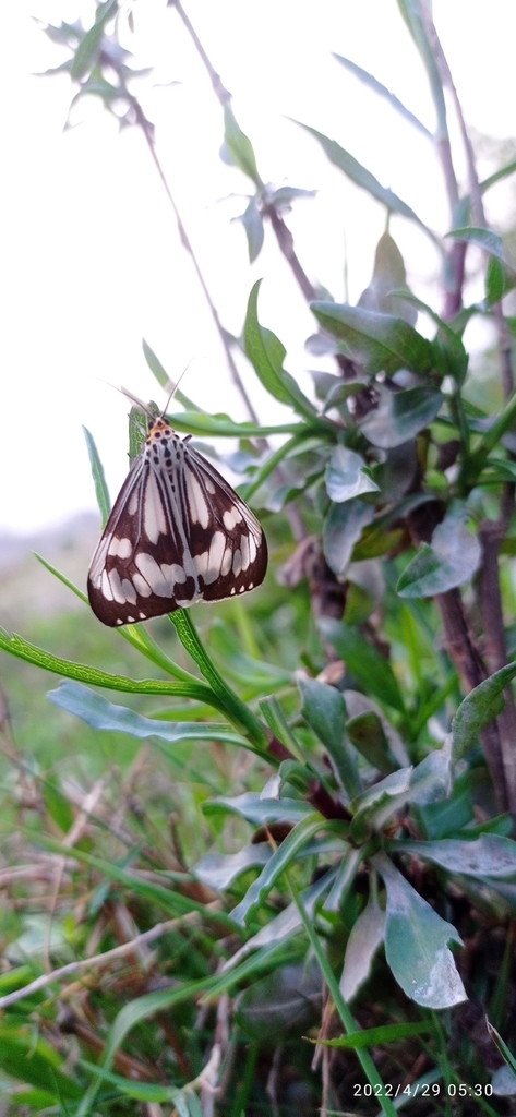 Magpie Tiger Moths from Central Department Of Zoology, Kathmandu 44618 ...