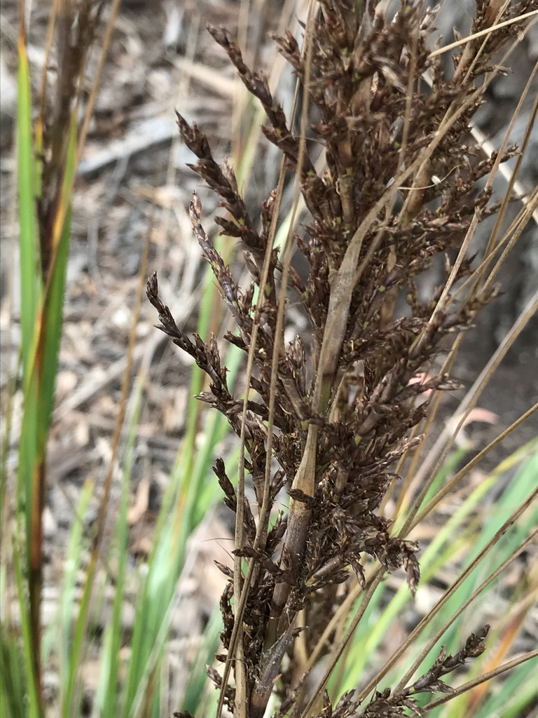 Saw-sedges from Koolamara Waters on April 29, 2022 at 10:45 AM by ...