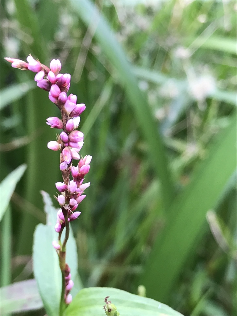 slender knotweed from Koolamara Waters on April 29, 2022 at 11:23 AM by ...