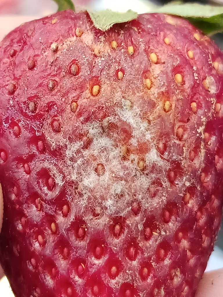 Botrytis from Island City, OR 97850, USA on April 28, 2022 at 06:36 PM ...