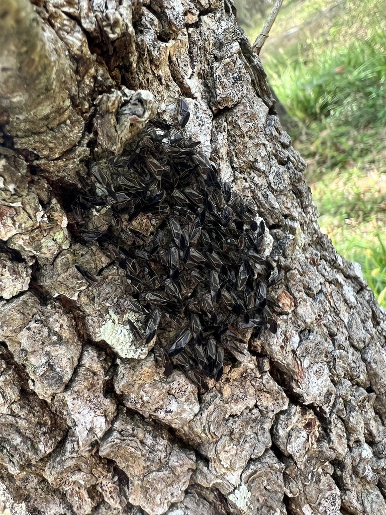 Tree Cattle from texana park on April 28, 2022 at 10:22 AM by Shelby ...