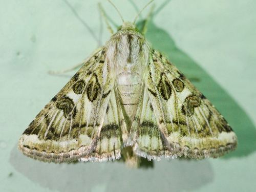 Spotted Clover Moth (Protoschinia nuchalis) · iNaturalist United Kingdom