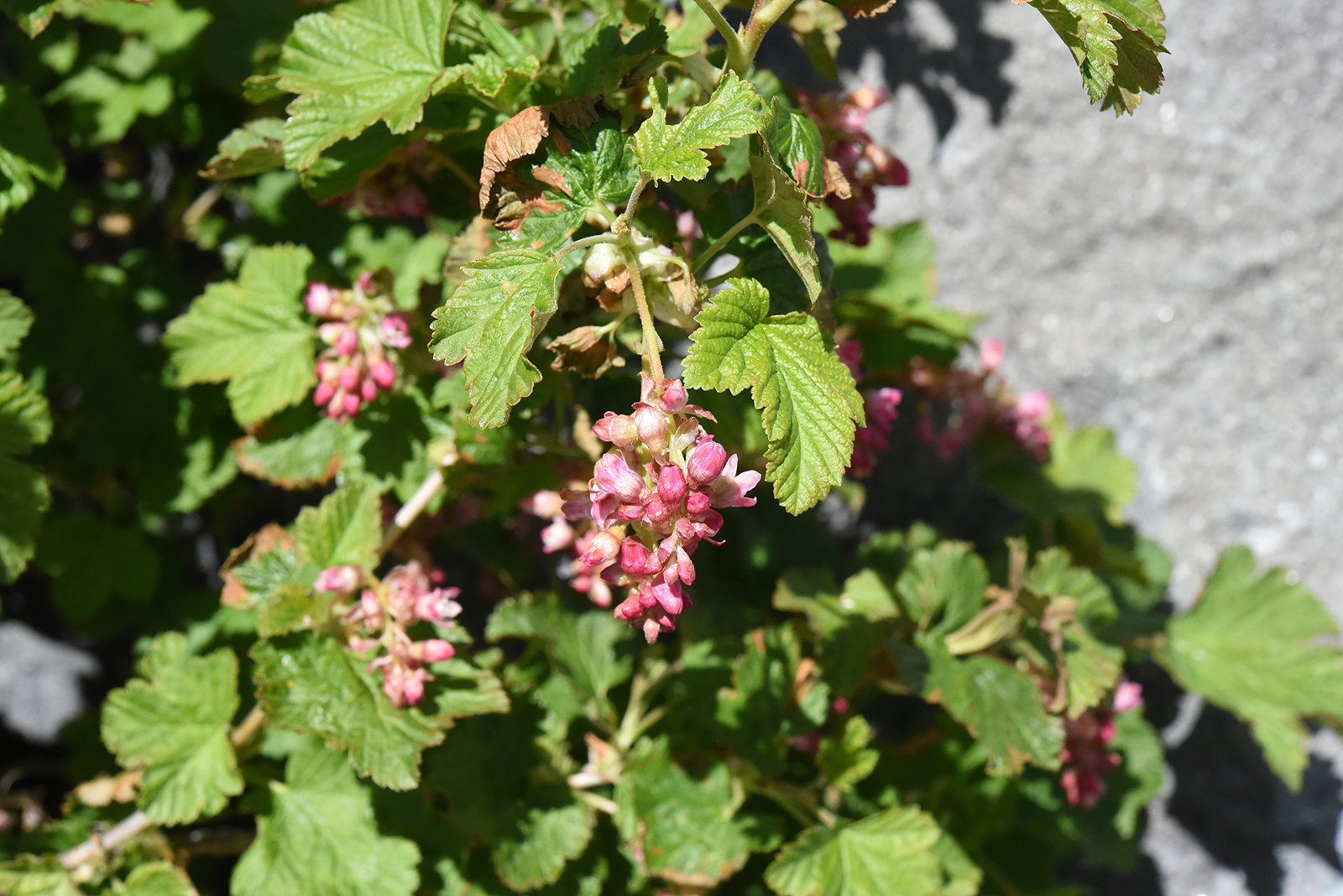 Ribes nevadense Kellogg