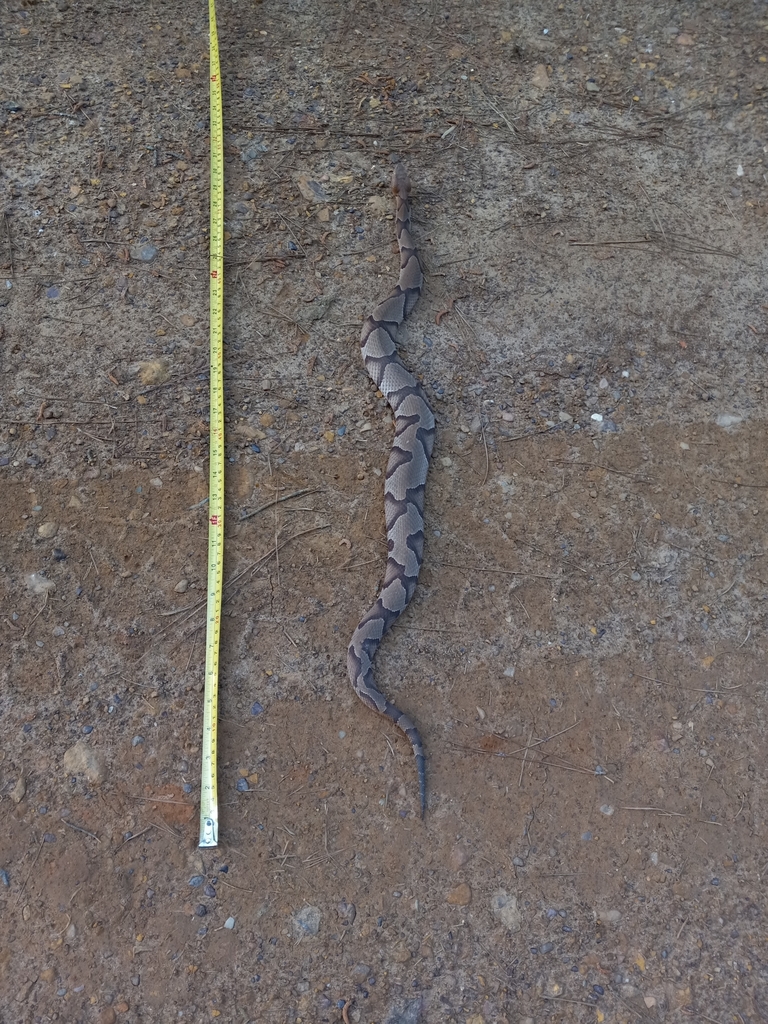 Eastern Copperhead from Marion County on April 28, 2022 at 07:03 PM by ...