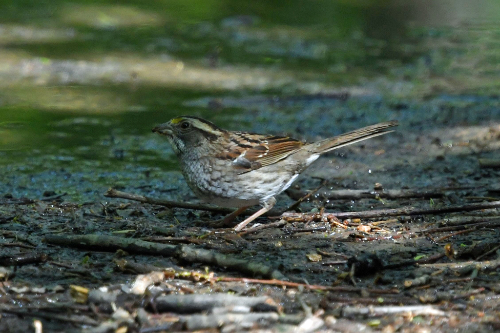 White-throated Sparrow from Colleyville, TX 76034, USA on April 26 ...