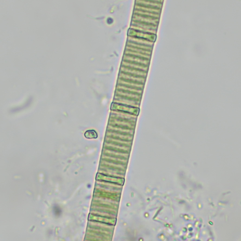 Oscillatoriales from Antarctica on January 26, 2022 at 09:04 PM by Lane ...