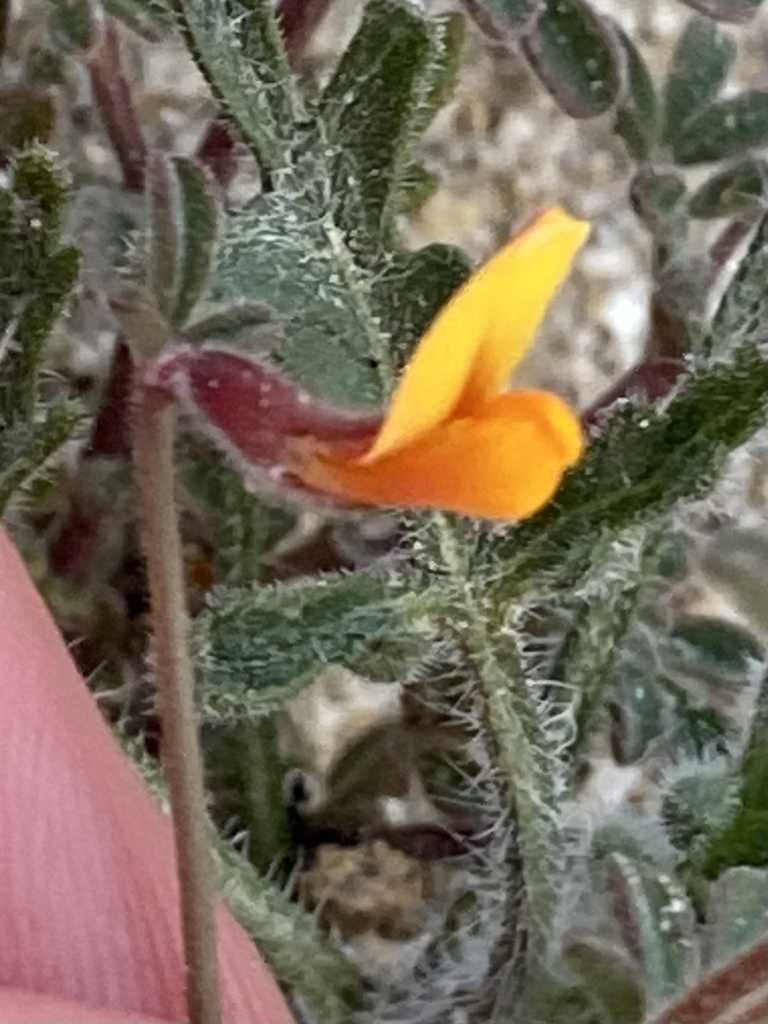 strigose lotus from Angeles National Forest, Palmdale, CA, US on April ...