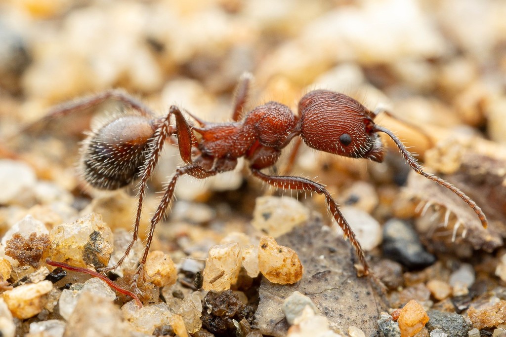 Andre's Harvester Ant from Raymond, CA, USA on April 22, 2022 at 10:17 ...
