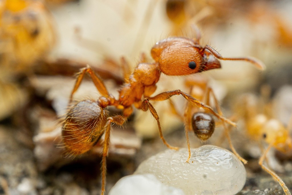Hyatt's Big-headed Ant from Raymond, CA, USA on April 22, 2022 at 10:23 ...