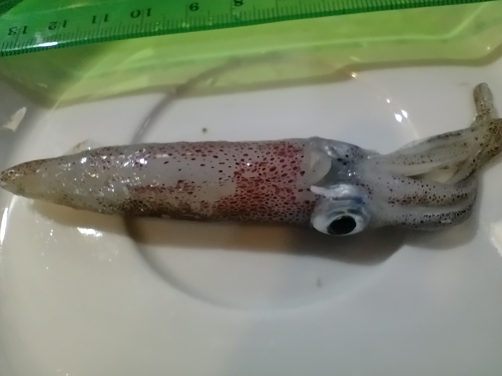 Doryteuthis gahi (d'Orbigny, 1835)
