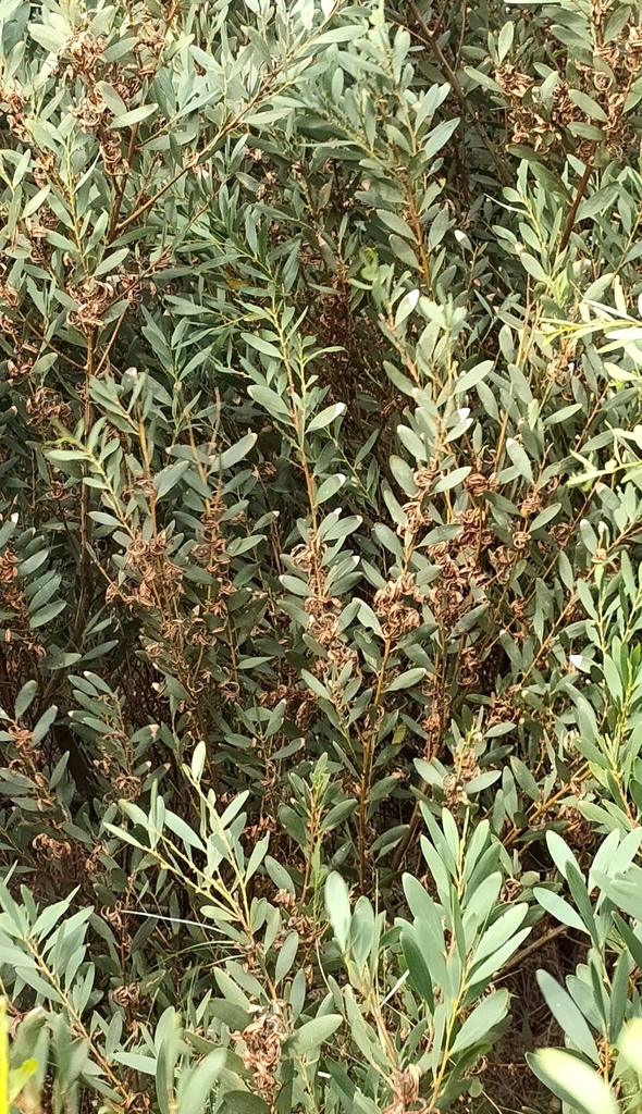 coastal wattle from Blairgowrie Yacht Squadron/Point Nepean Rd ...