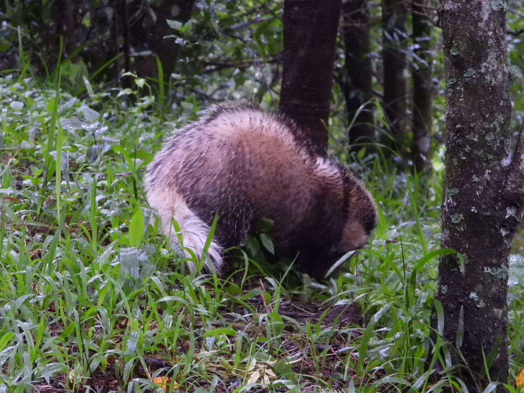 Arctonyx collaris F.G.Cuvier, 1825