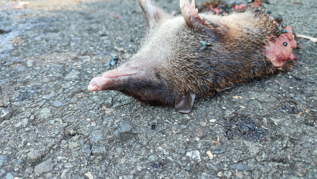Common Echymipera from Waisai, Raja Ampat Regency, West Papua ...