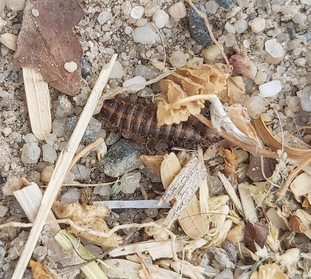 Fringed Larder Beetle from Al Jahra Governorate, Kuwait on April 29 ...