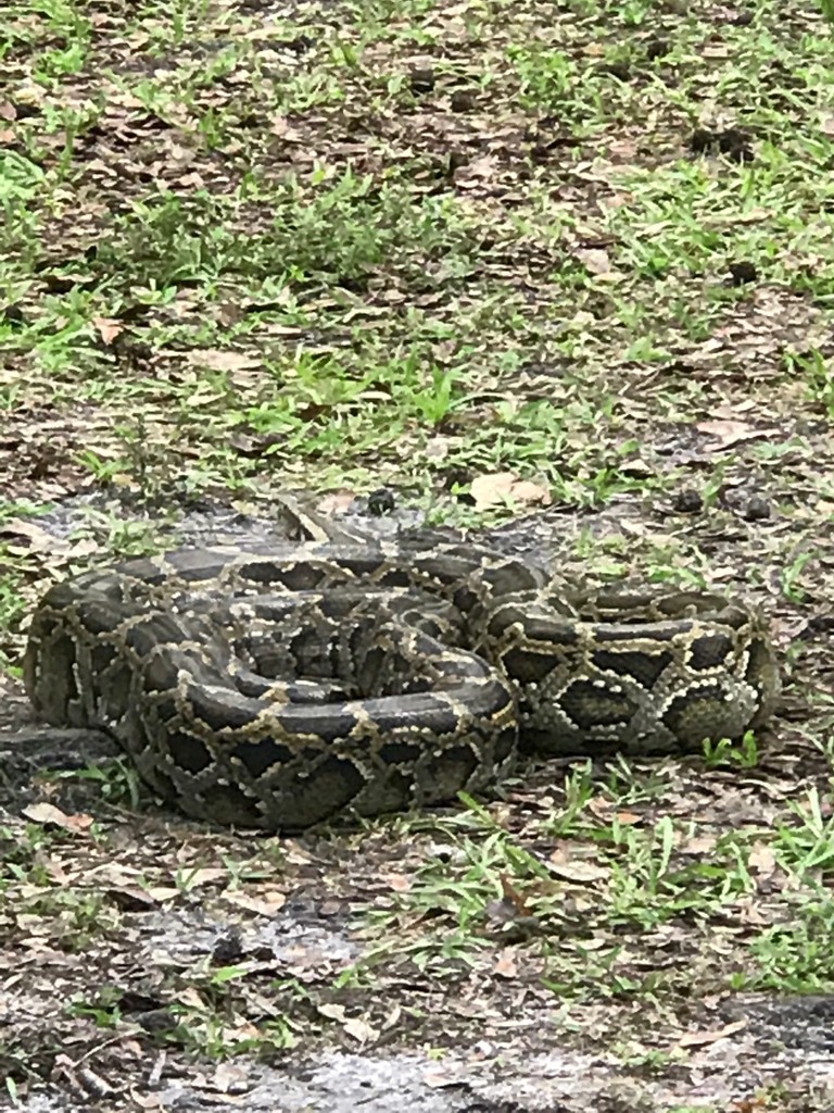 Burmese Python from Hillsborough County, FL, USA on May 26, 2018 at 12: ...