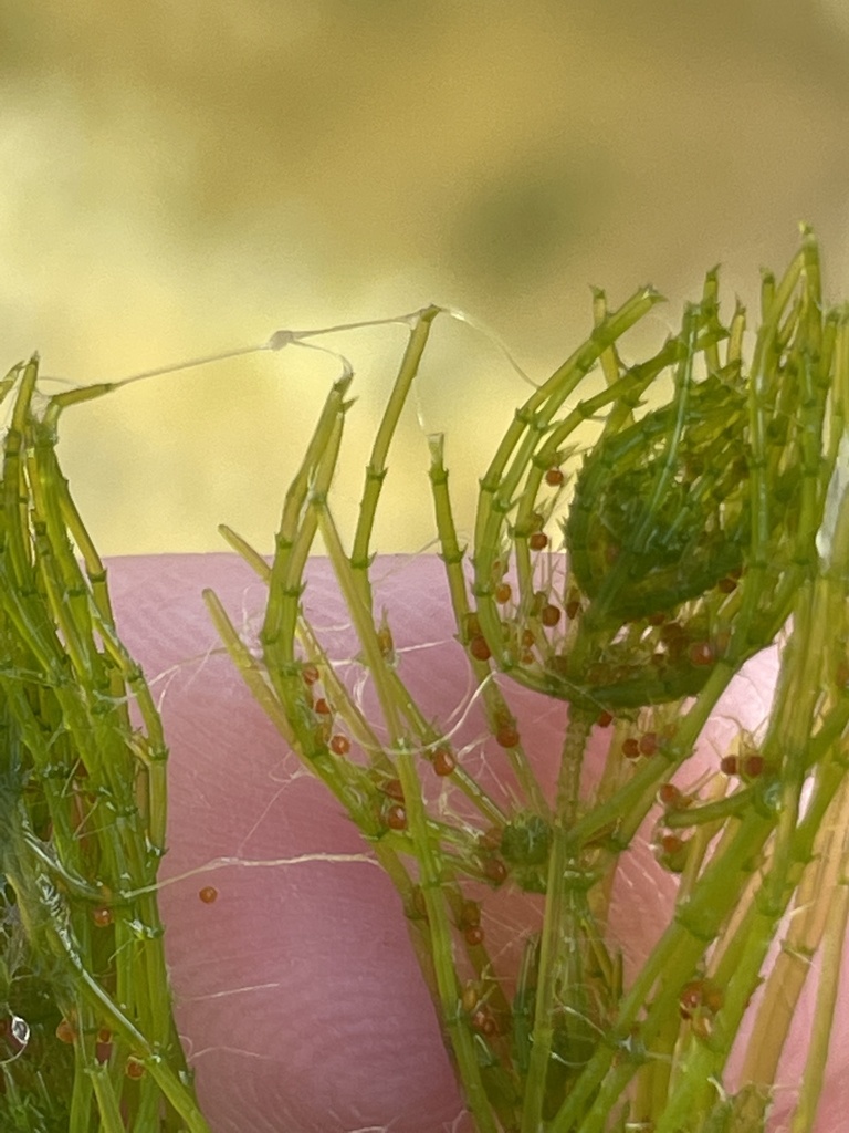 muskgrass from Tecomán, MX-CL, MX on April 22, 2022 at 09:22 AM by Sula ...