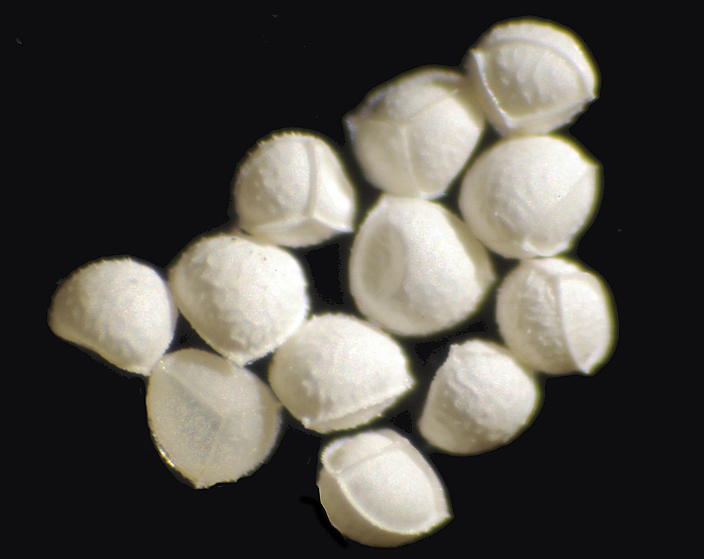 Howell's quillwort (Isoetes howellii) - Botanical Realm