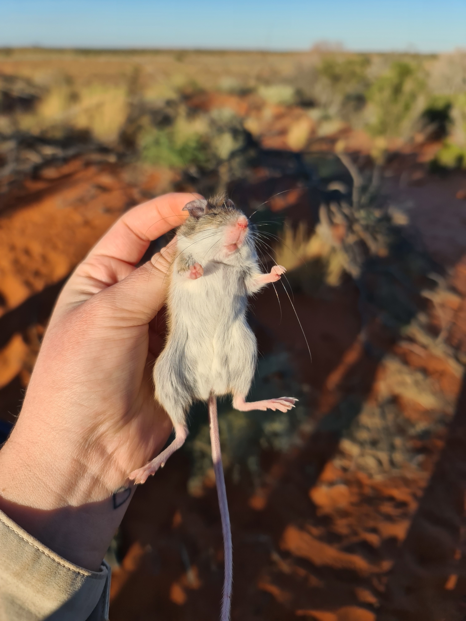 Notomys Lesson, 1842