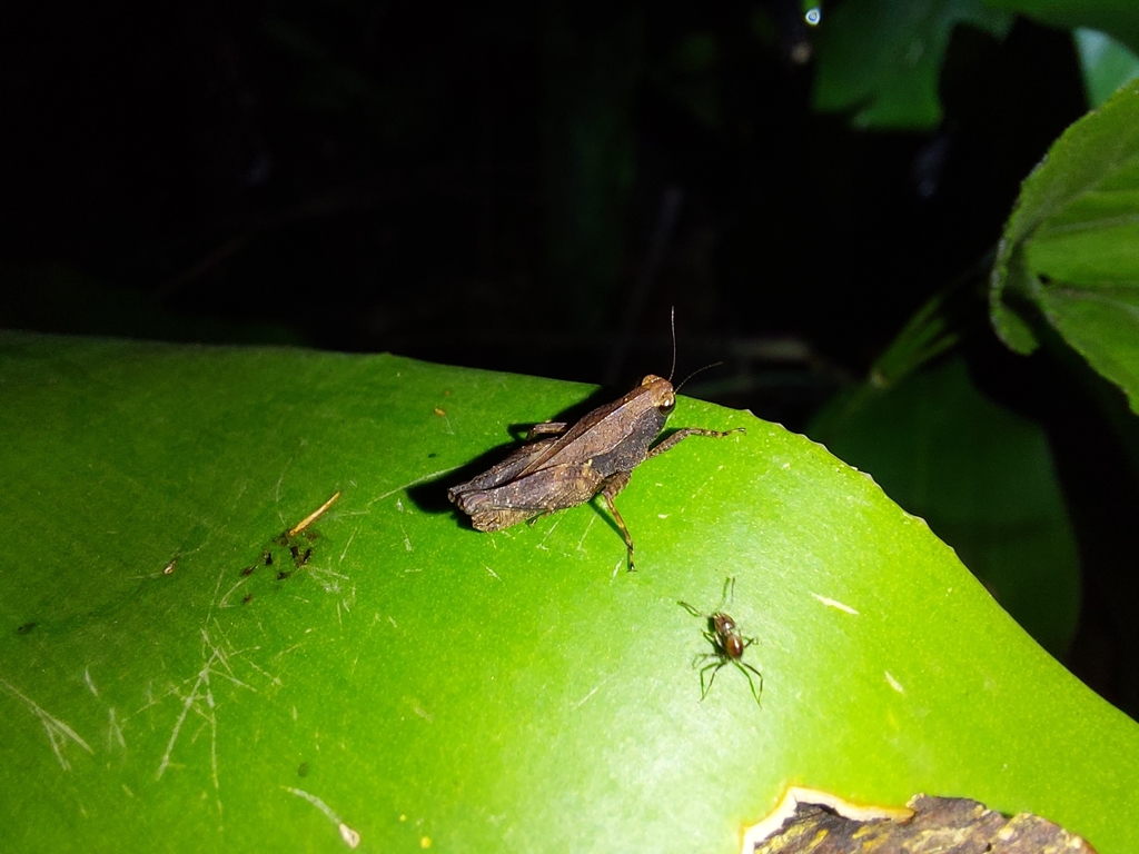 Sedge Grouse Locust from Purires, San José, Atenas, Costa Rica on April ...