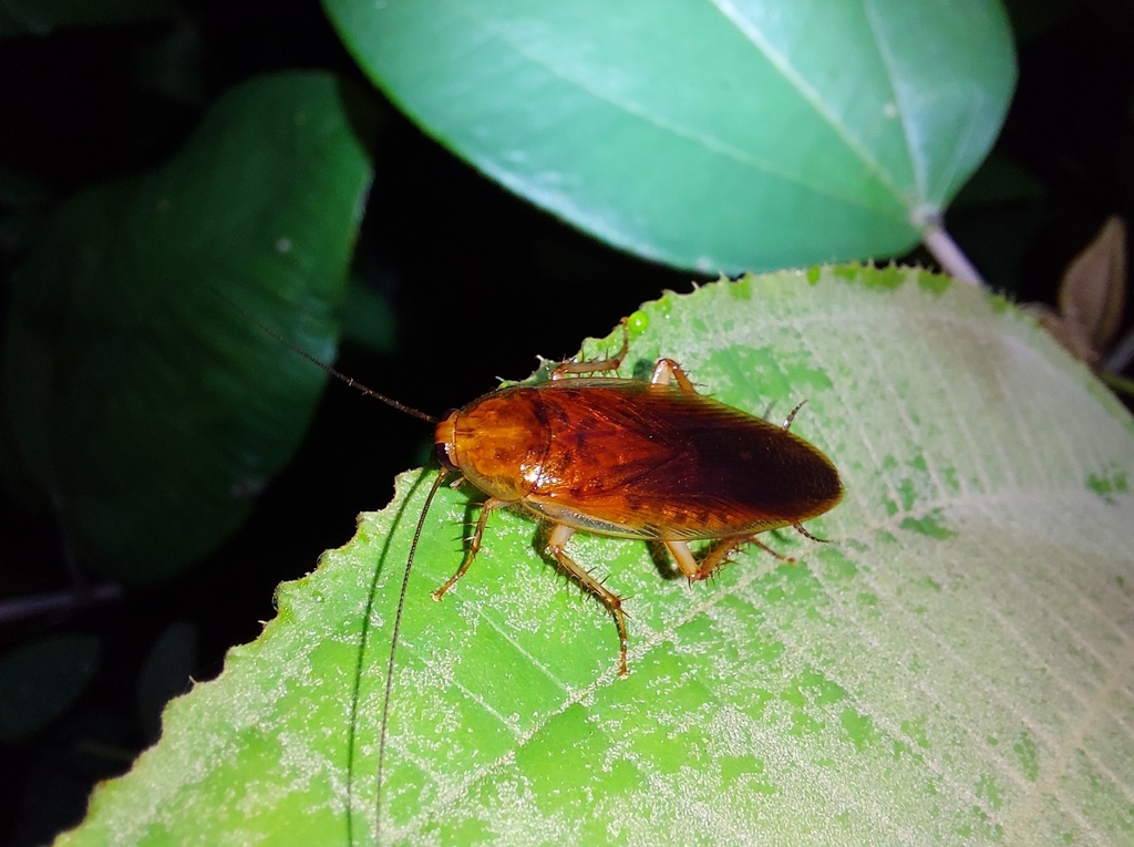 Giant and Wood Cockroaches from Purires, San José, Atenas, Costa Rica ...