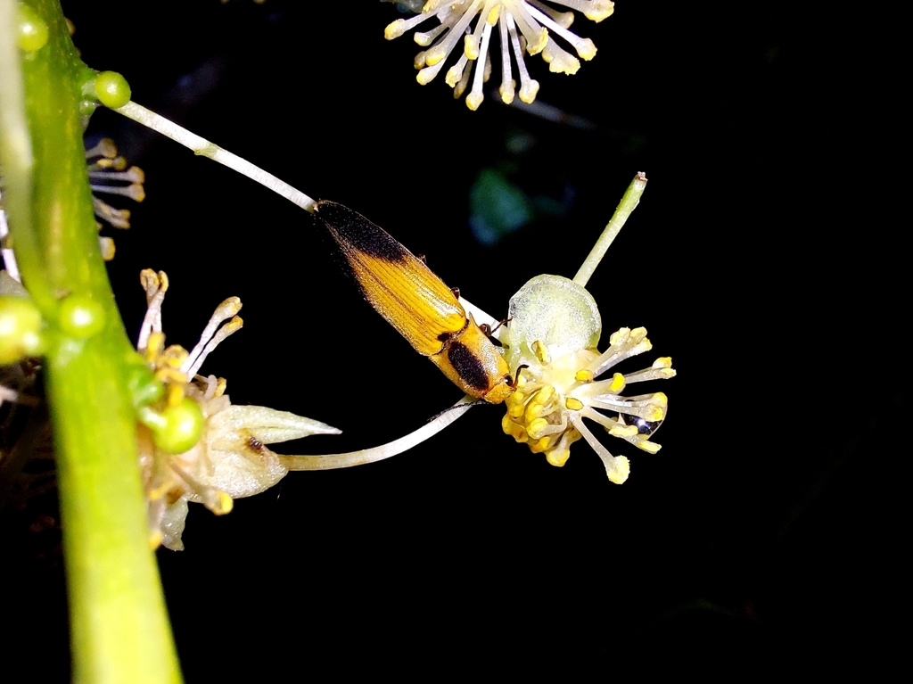 Fire Click Beetles from Purires, San José, Atenas, Costa Rica on April ...