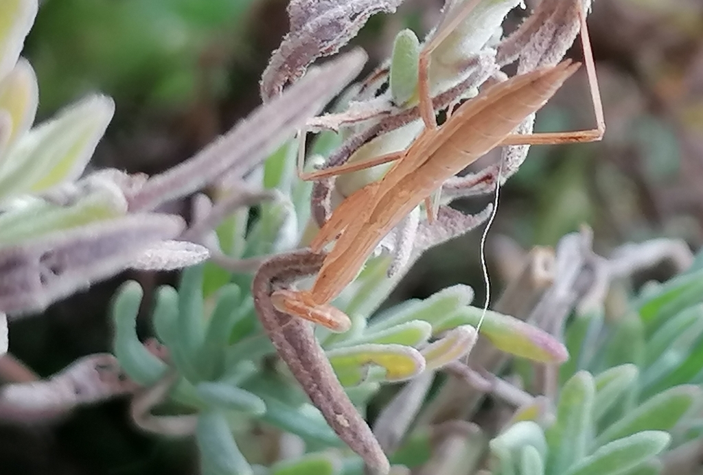 South African Mantis from Capri, Cape Town, 7975, South Africa on April ...