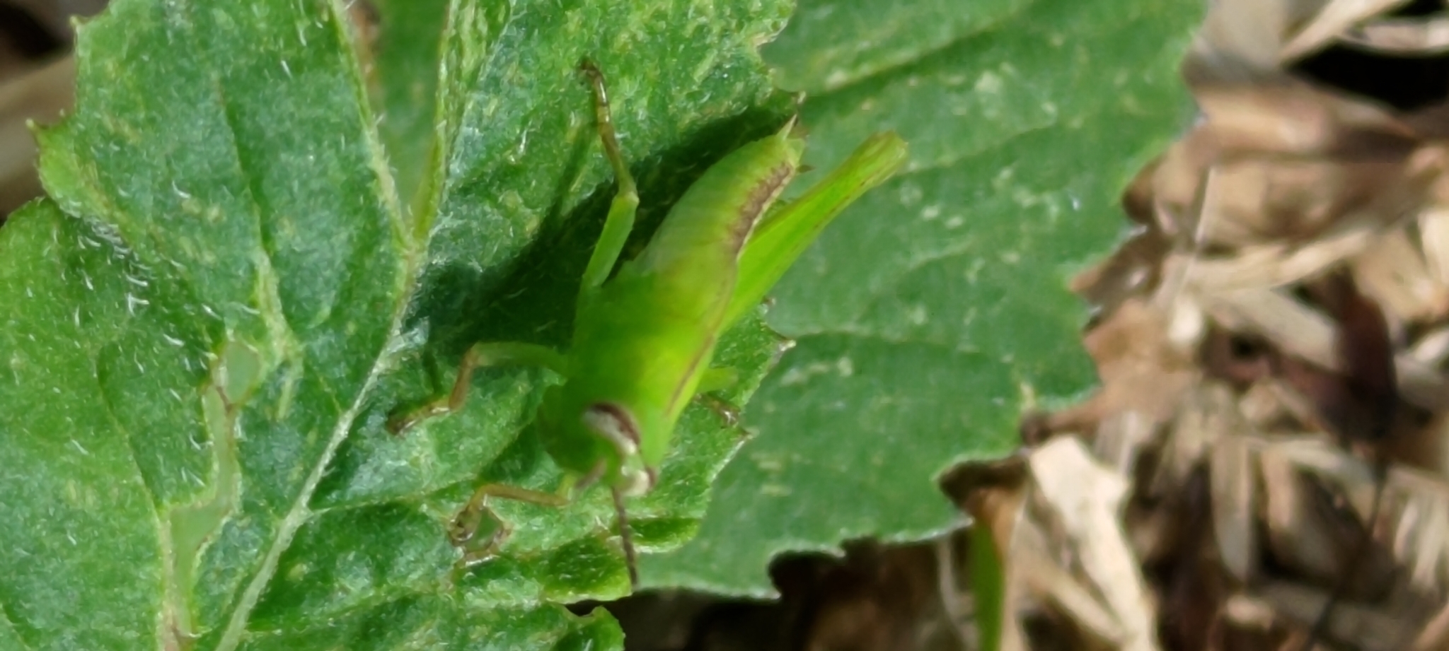 Oxya chinensis (Thunberg, 1815)