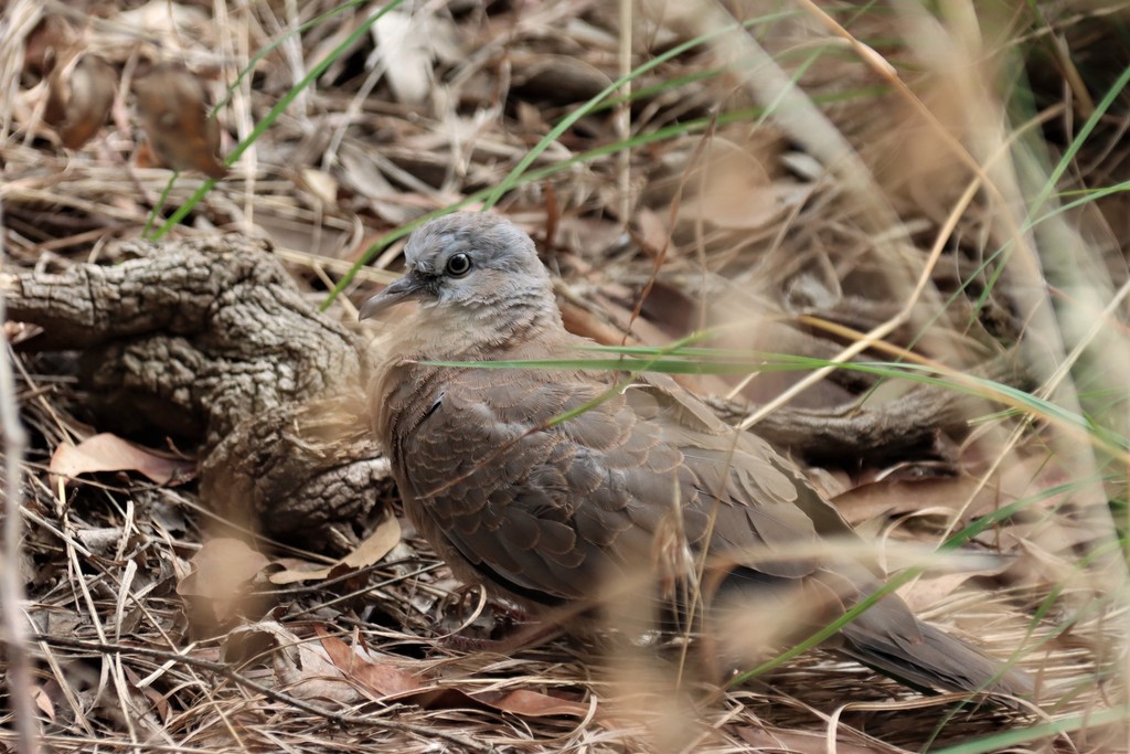 Pigeons and Doves from Melbourne VIC, Australia on April 26, 2022 at 01 ...