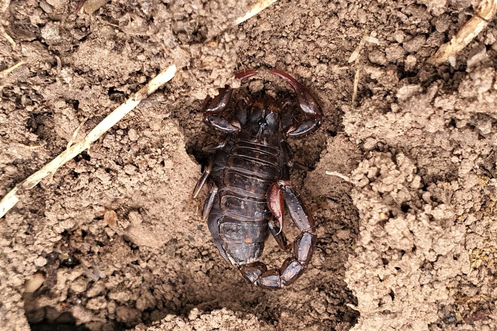Forest Scorpion from Plenty VIC 3090, Australia on April 29, 2022 at 12 ...